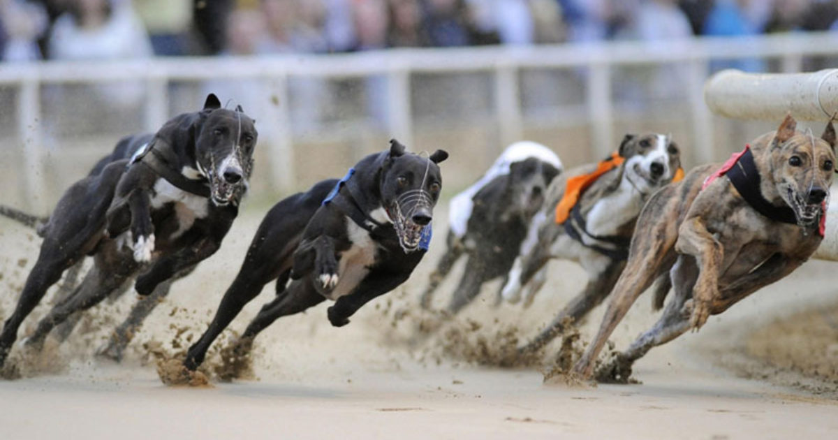 BGC MEMBERS HELP GREYHOUND RACING FUND… | Betting & Gaming Council